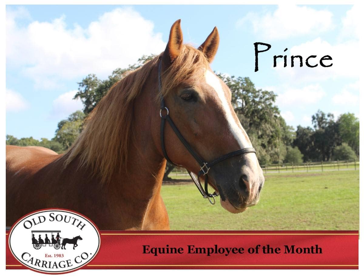 Prince Voted Best "Equine Employee of the Month" - Old South Carriage