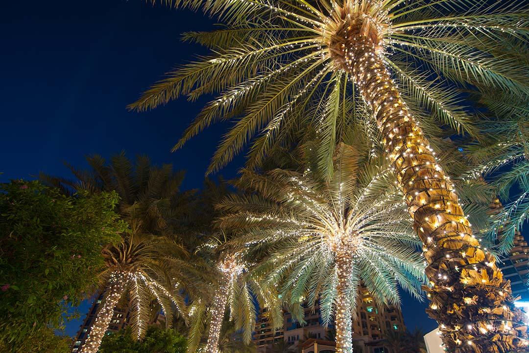 11 Fun Things to do in Charleston This Winter [2025]