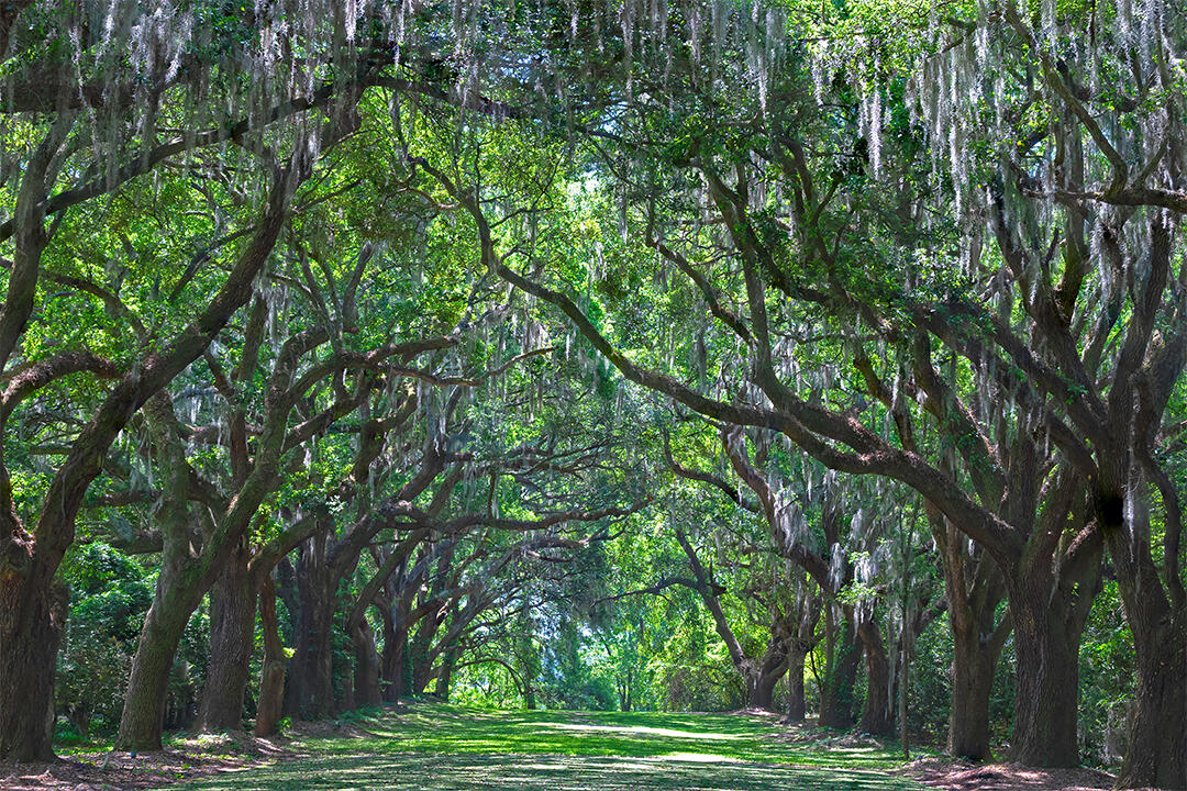 The 28 Best Things to Do in Charleston, SC: The Ultimate Guide | Old ...